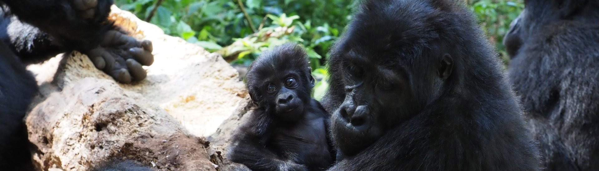 An awe inspiring and amazing trip to see the Gorillas.